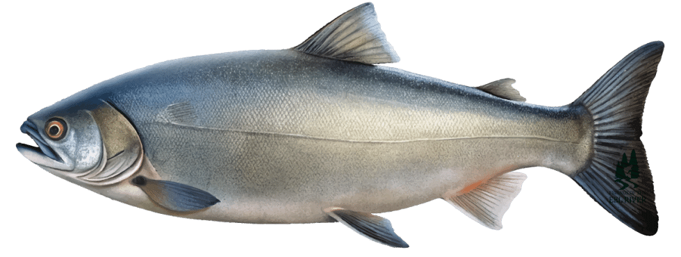 The Eel River - Friends of the Eel River