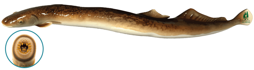 The Eel River - Friends of the Eel River